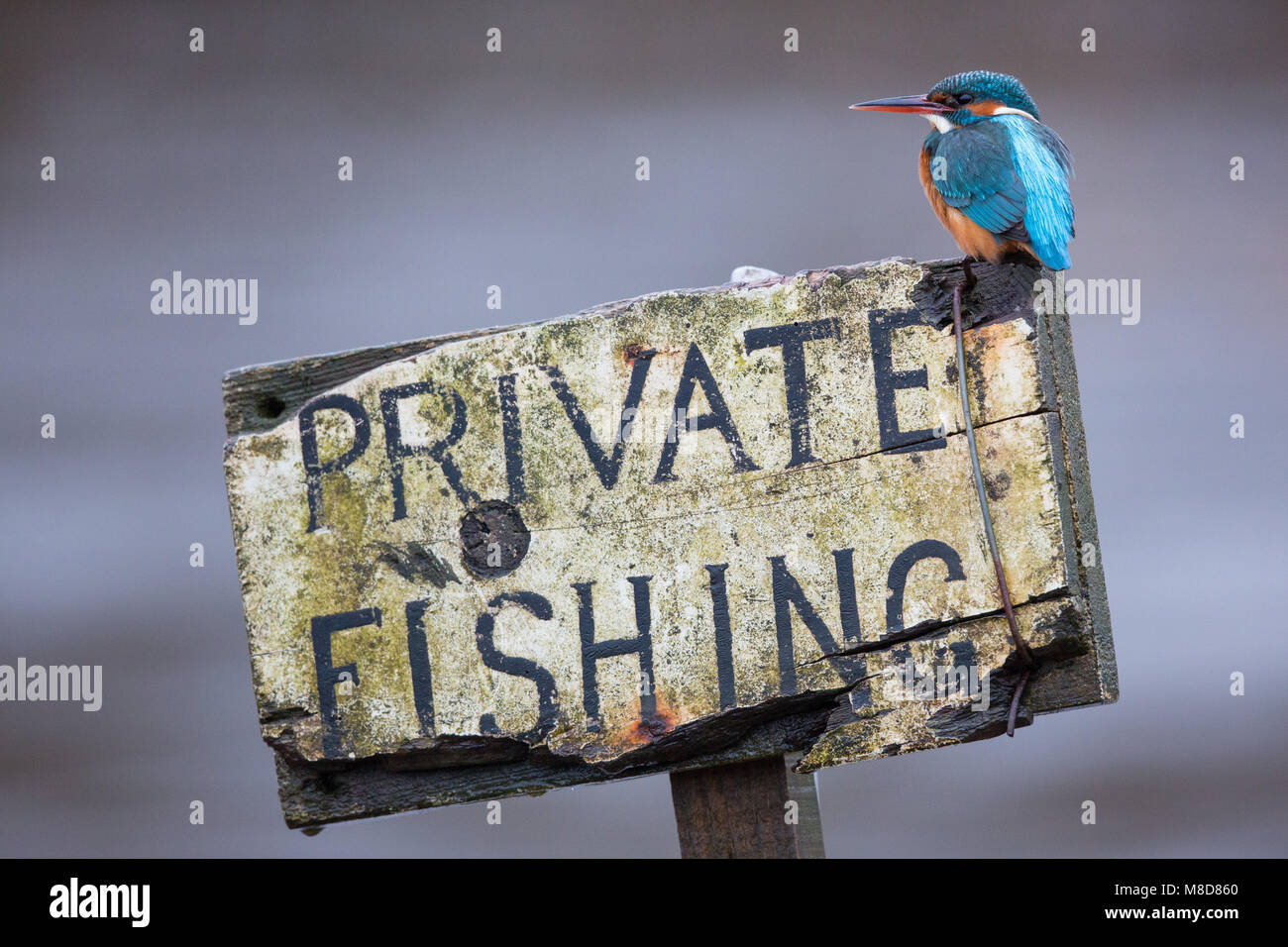 Kingfisher perched on "private fishing" sign Stock Photo - Alamy