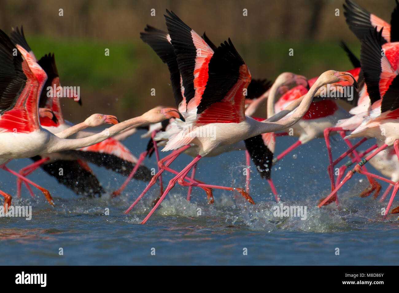 Flamingo europe hi-res stock photography and images - Alamy