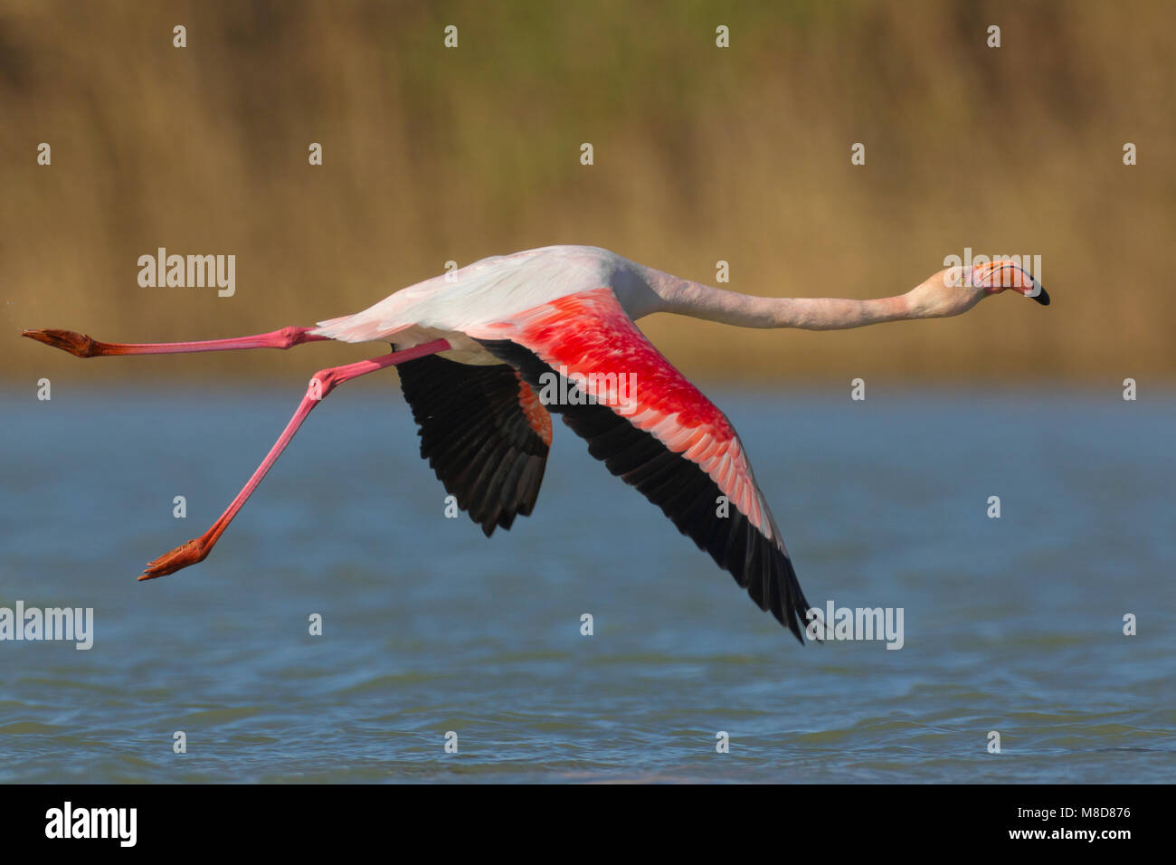 Greater flamingo flying hi-res stock photography and images - Alamy
