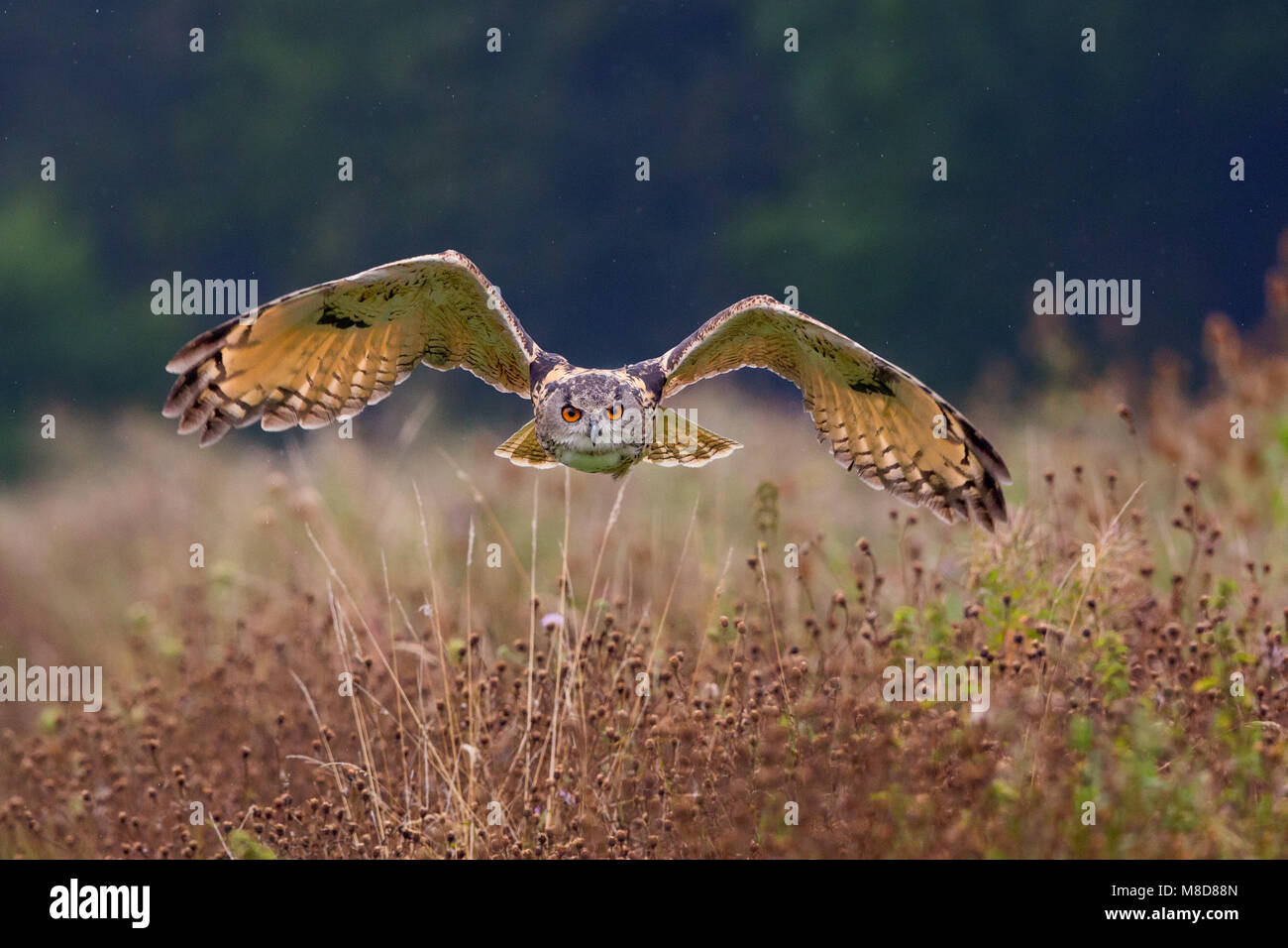 Eagle owl hunting Stock Photo - Alamy