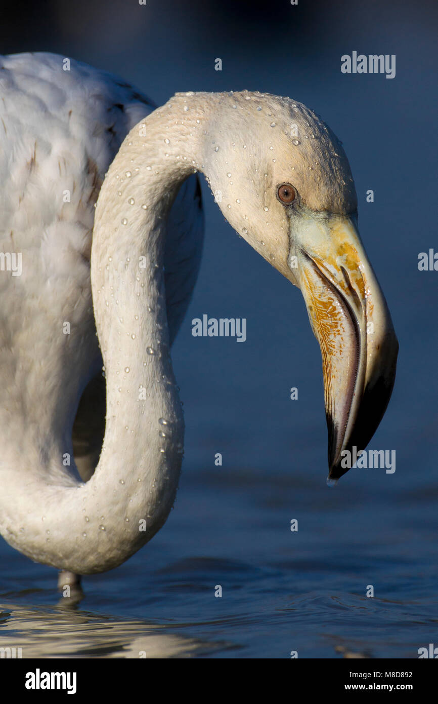 Flamingo close up hi-res stock photography and images - Alamy