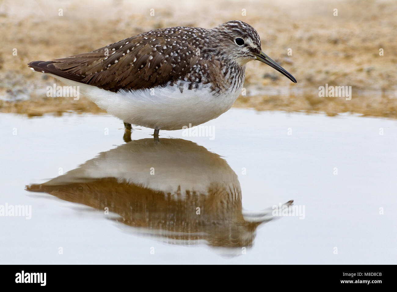 Volwassen Witgat; Adult Green Sandpiper Stock Photo - Alamy