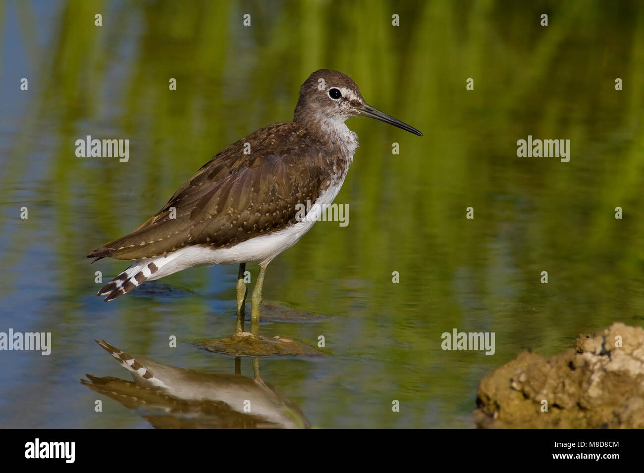 Wadende Witgat; Wading Green Sandpiper Stock Photo - Alamy