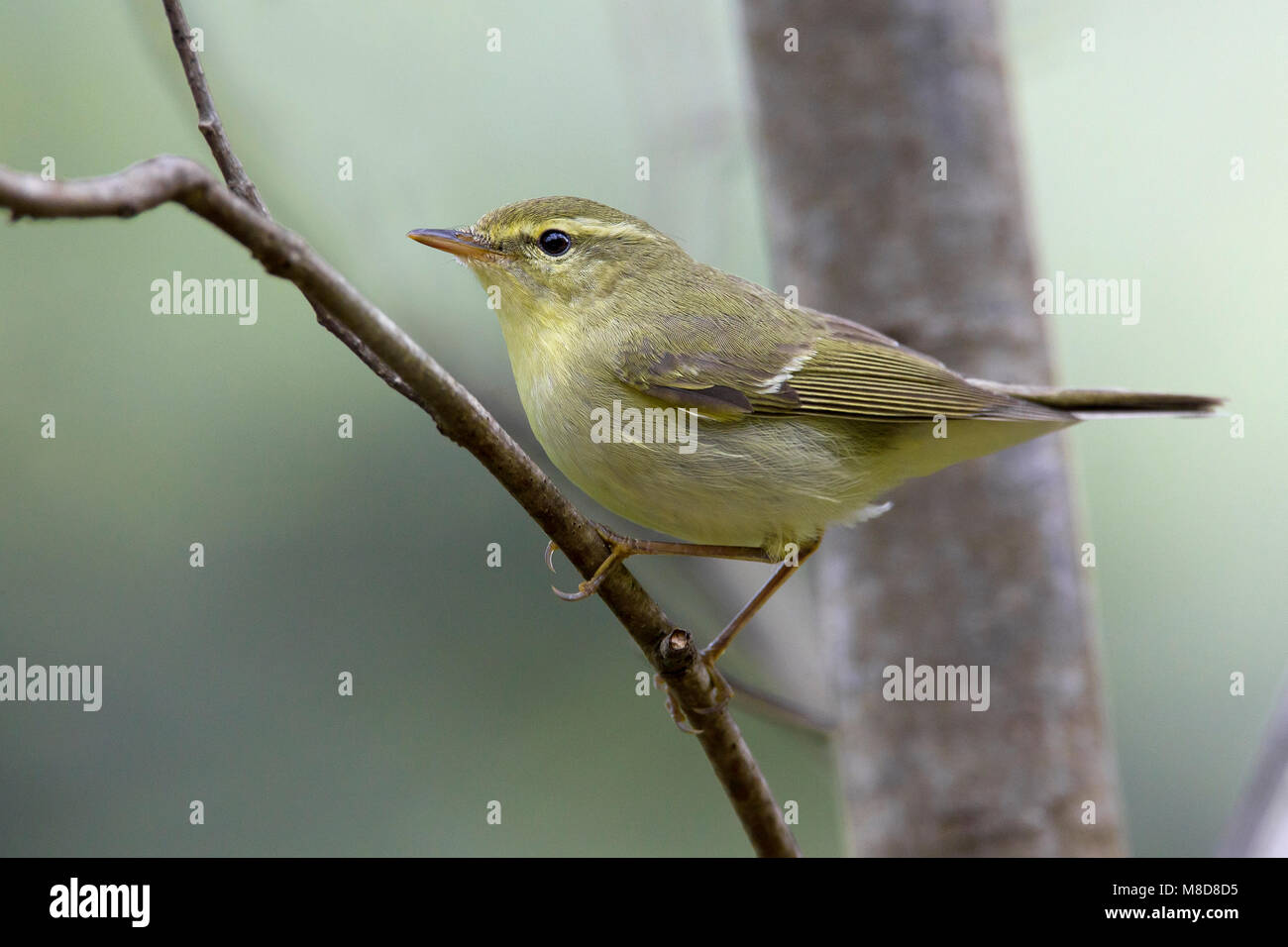 Groene fitis hi-res stock photography and images - Alamy