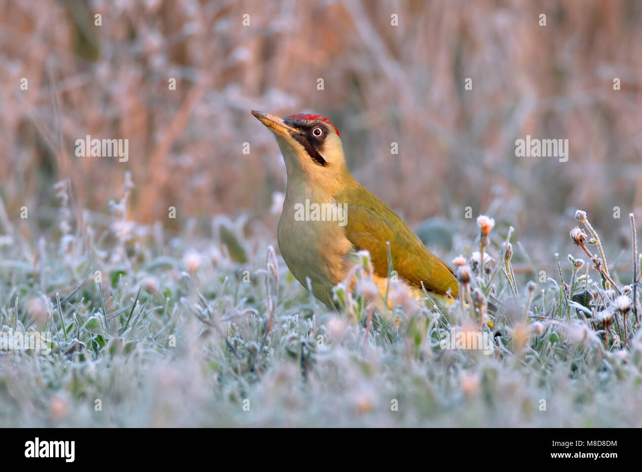 Groene Specht in berijpt veld, European Green Woodpecker in hoar-frost ...