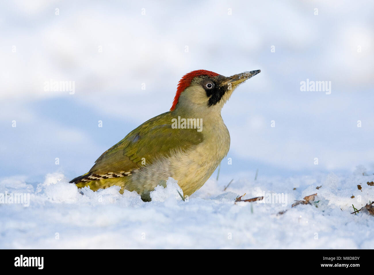 Vrouwtje Groene Specht in de sneeuw; Female European Green Woodpecker ...