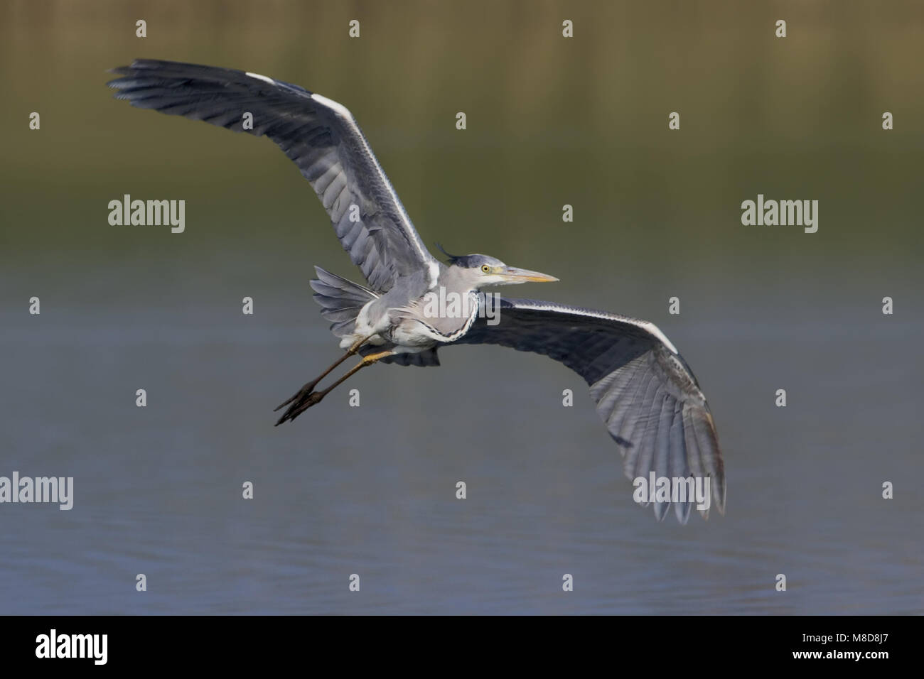Flying adult grey heron hi-res stock photography and images - Alamy
