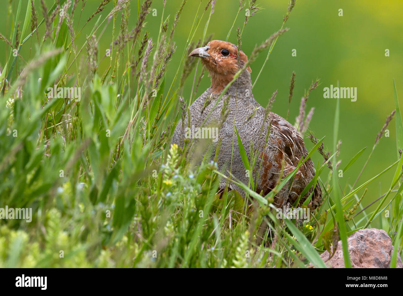 Grey partridge hi-res stock photography and images - Alamy