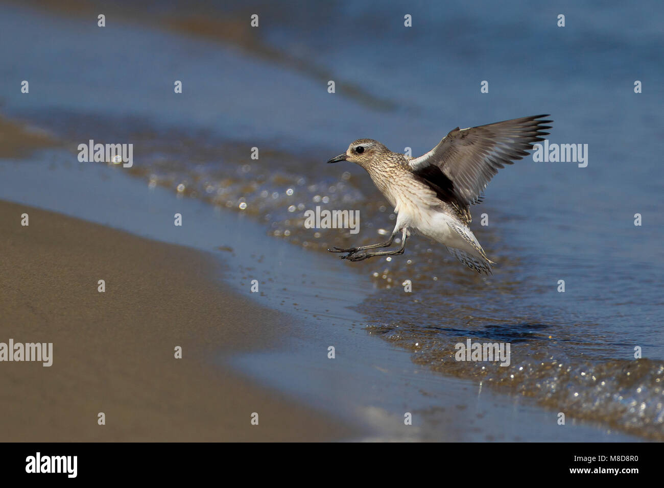 Grey plover flight hi-res stock photography and images - Alamy