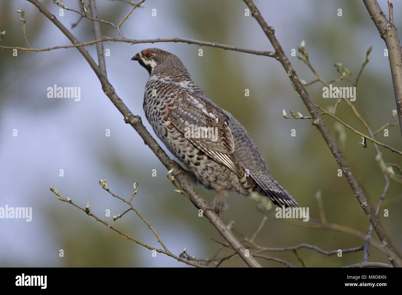 Hazel Grouse male perched in tree; Hazelhoen man zittend in zittend ...