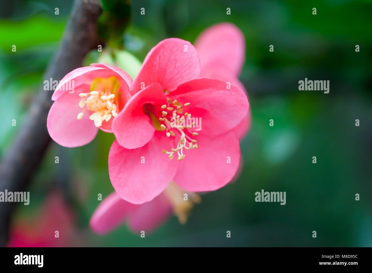 Red malus spectabilis flower also know as chinese crabapple in ...