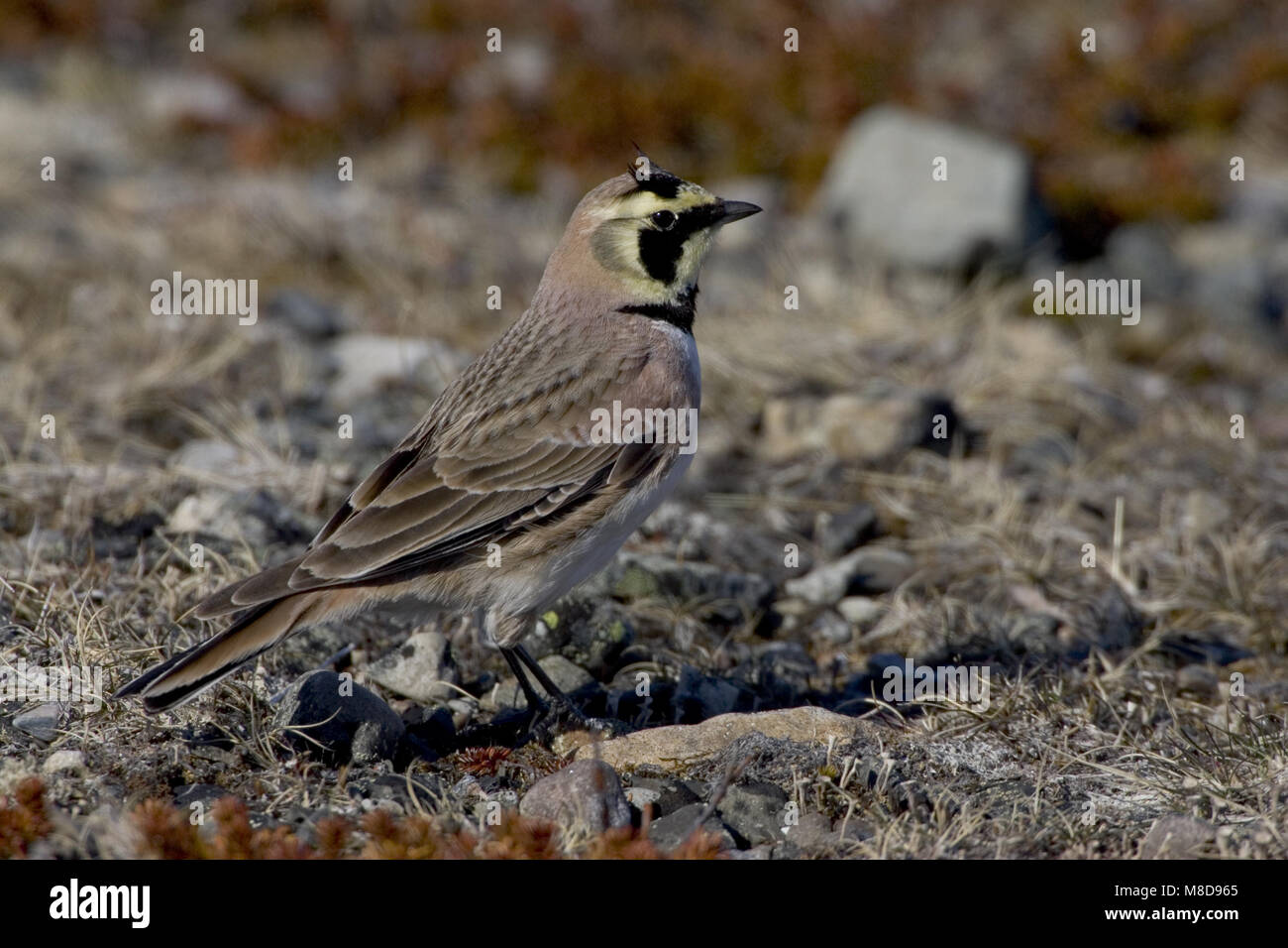 Shore horned lark hi-res stock photography and images - Alamy
