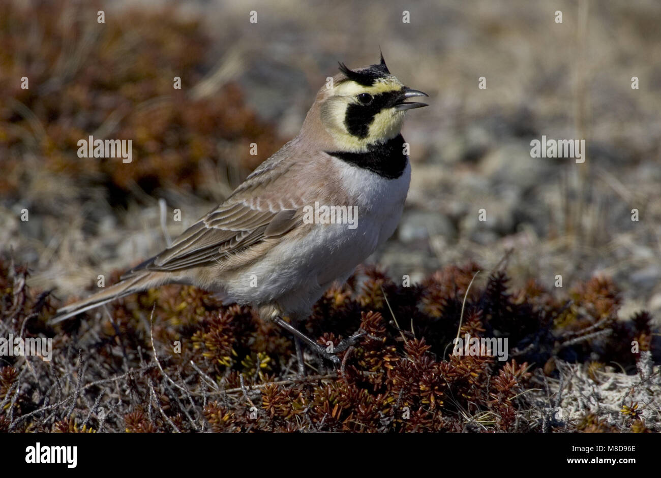 Strandleeuwerik zingend; Horned Lark singing Stock Photo - Alamy