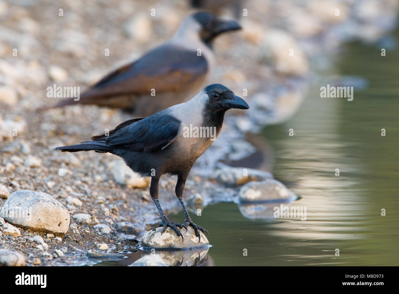 Crow drinking hi-res stock photography and images - Alamy