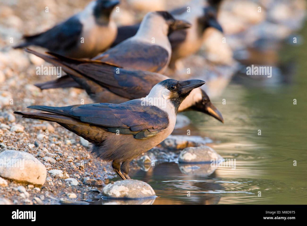 Crow drinking hi-res stock photography and images - Alamy