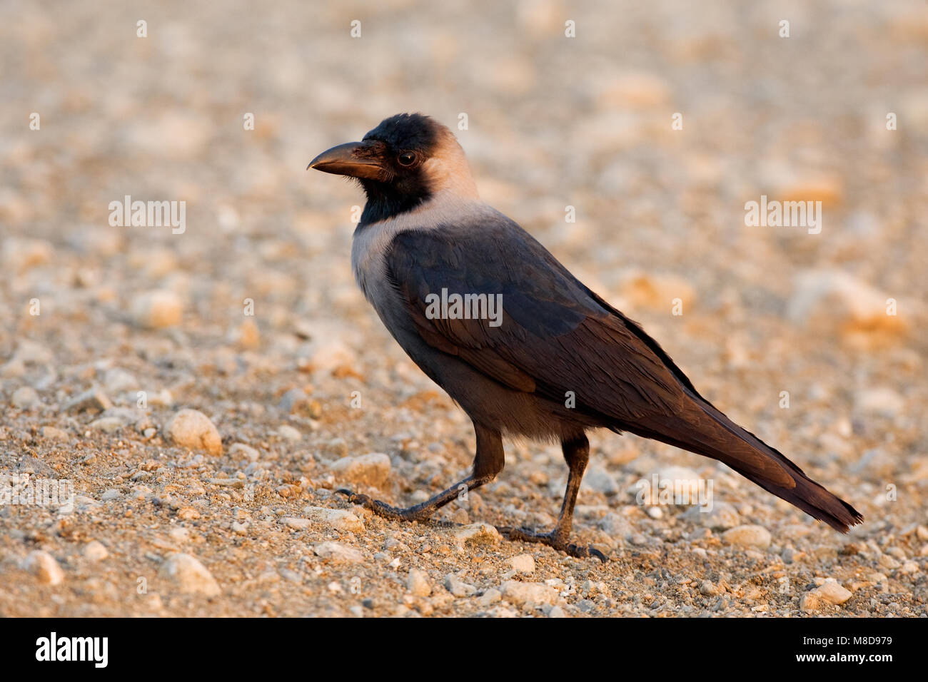Peched bird hi-res stock photography and images - Alamy