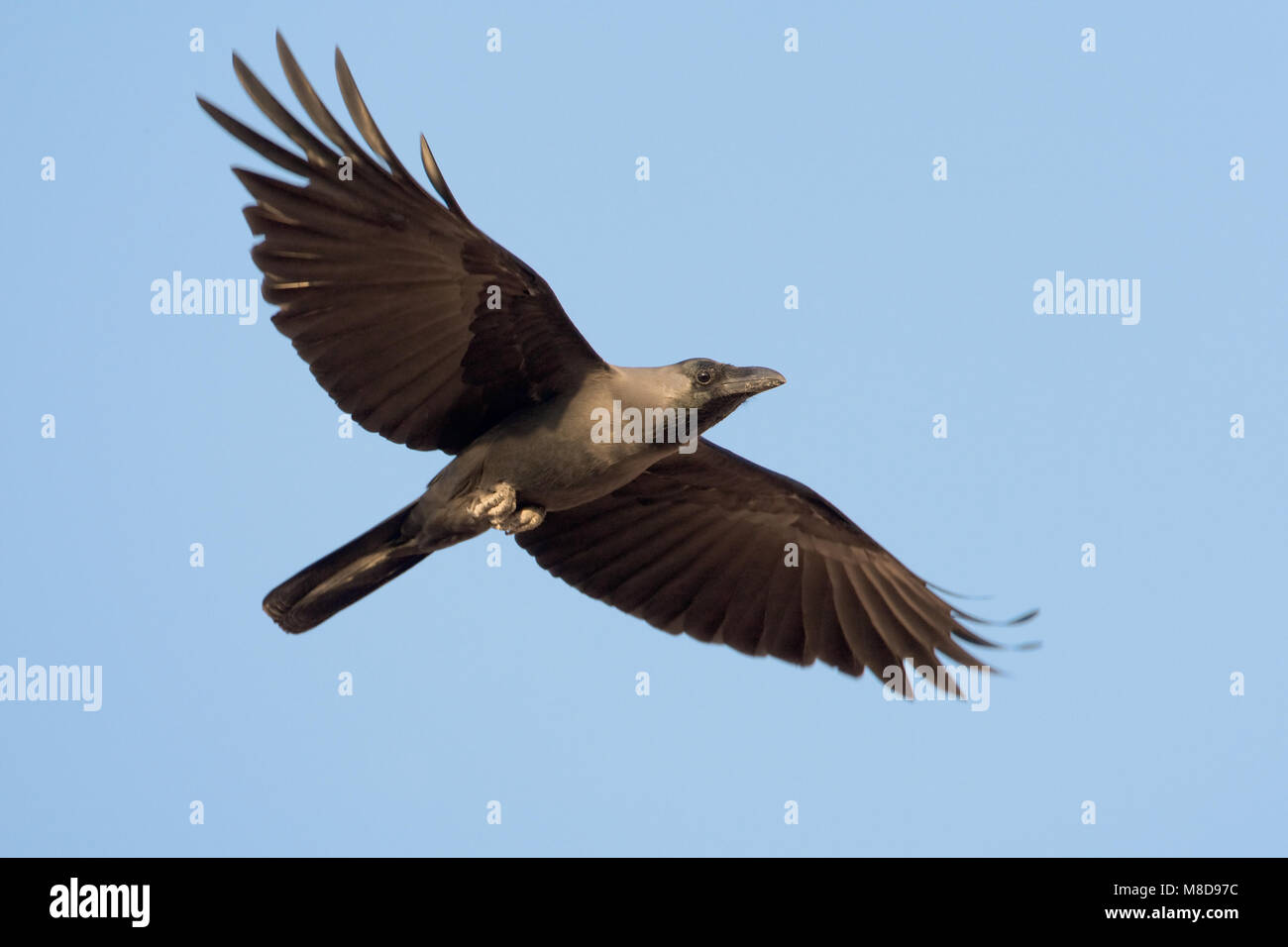 Huiskraai in vlucht; House Crow in flight Stock Photo - Alamy
