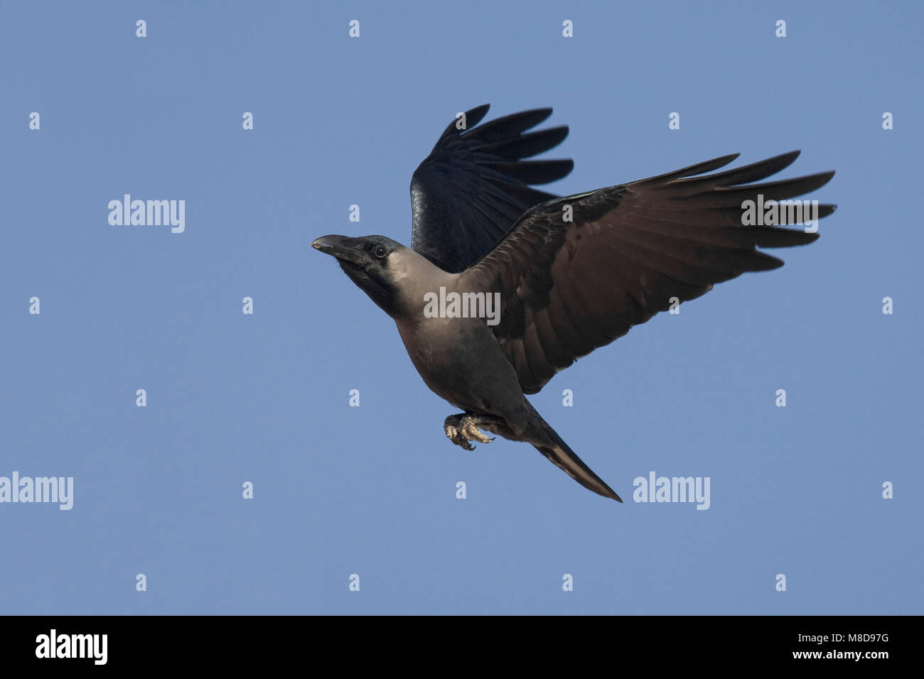Huiskraai in de vlucht; House crow in flight Stock Photo - Alamy