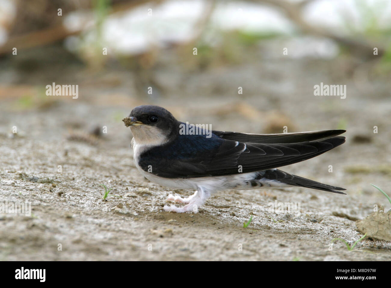 Common House Martin collecting mud; Huiszwaluw modder verzamelend Stock ...