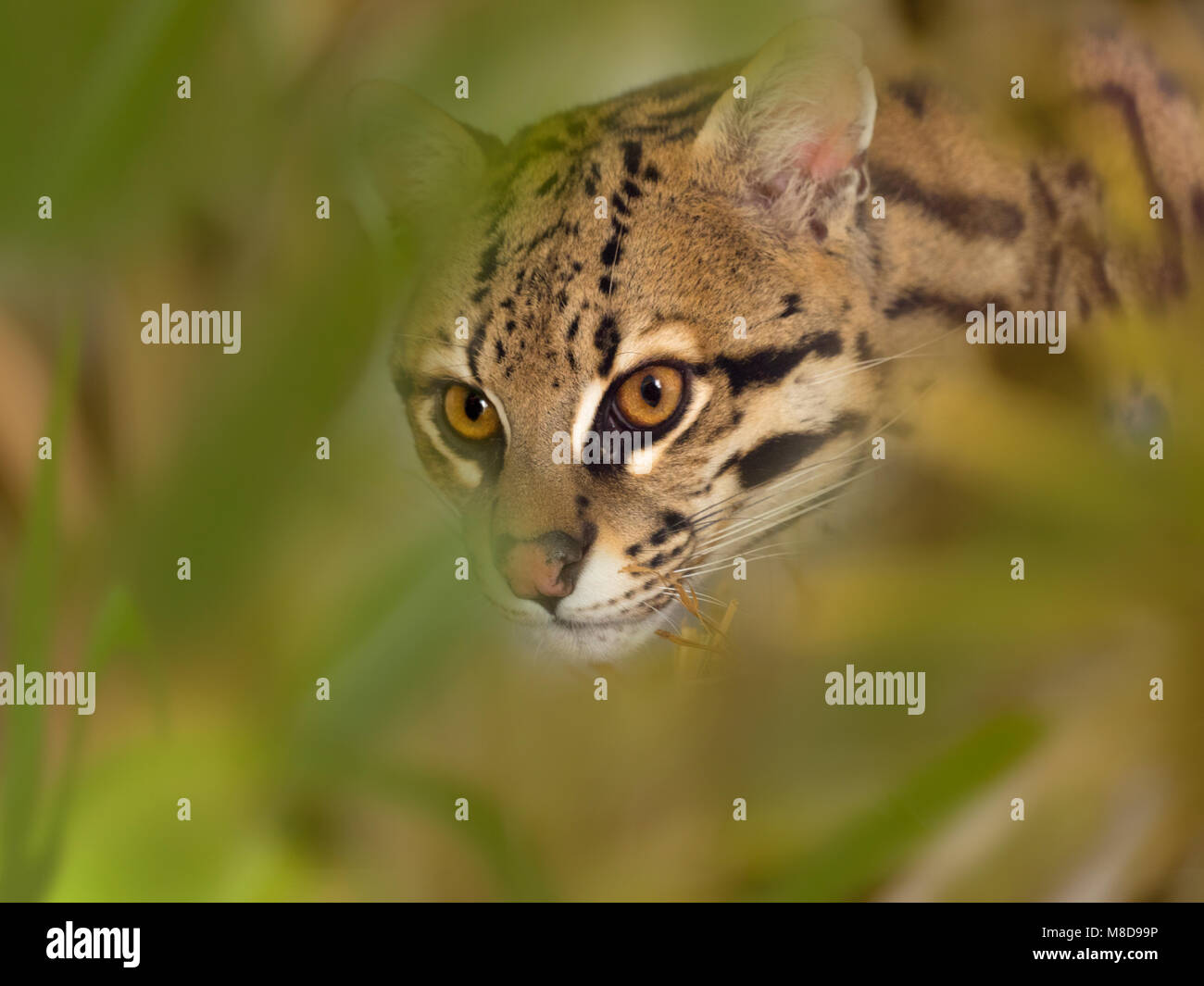 Ocelot Leopardus pardalis Portrait (captive Stock Photo - Alamy