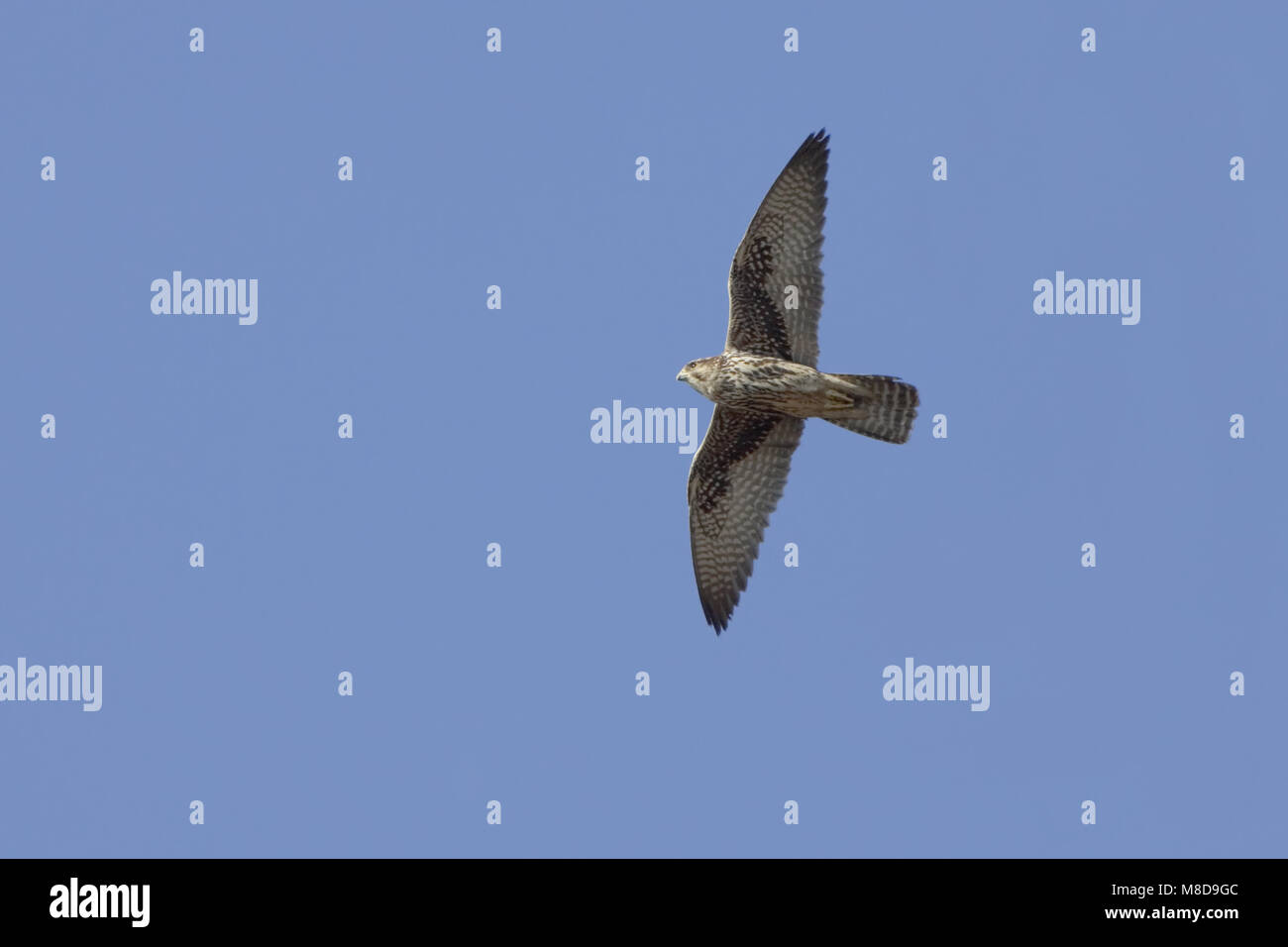 Lanner Falcon in flight, Lannervalk in vlucht Stock Photo - Alamy