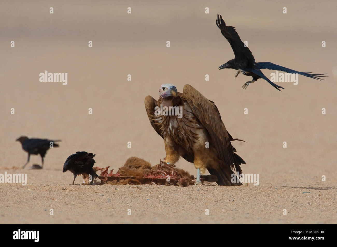 Volwassen Oorgier etend van kadaver; Adult Lappet-faced Vulture eating ...