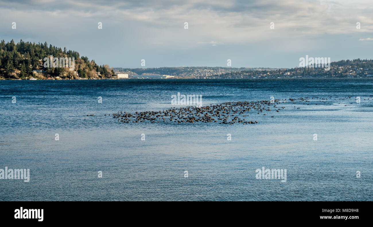 A flock of birds floats on Lake Washington at Seward Park Stock Photo ...