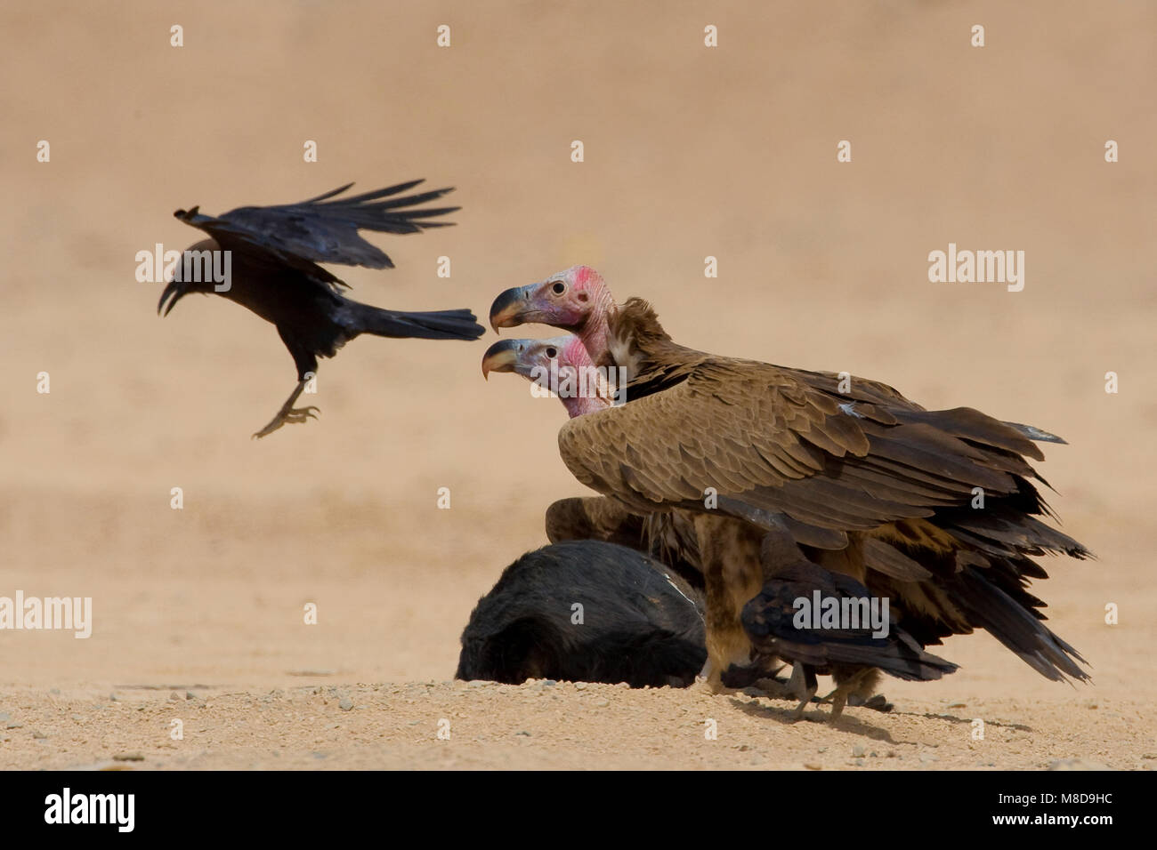 Vulture eating hi-res stock photography and images - Alamy