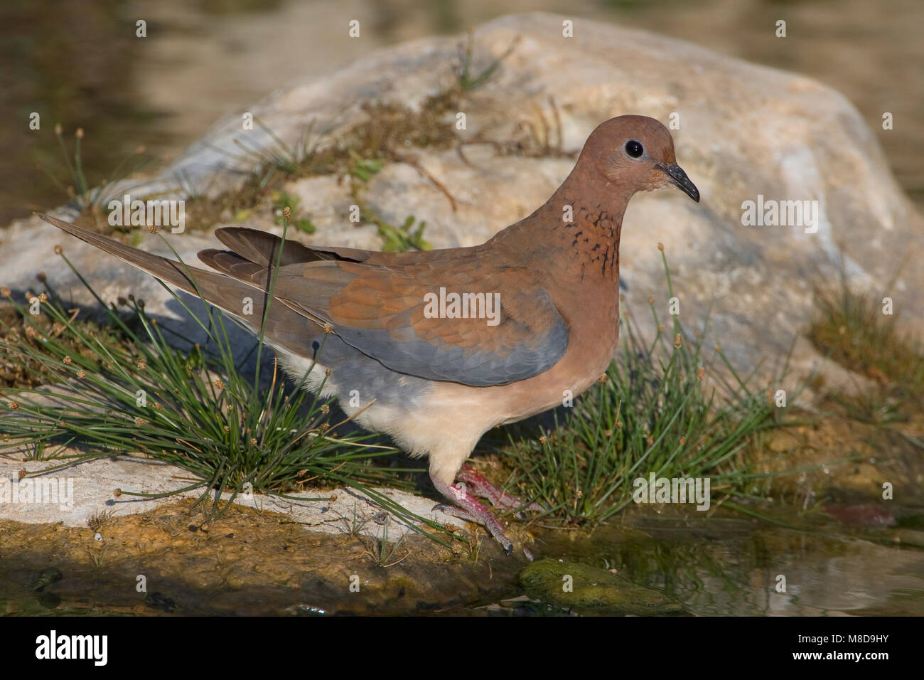 Drinkende Lachduif; Drinking Laughing Dove Stock Photo - Alamy