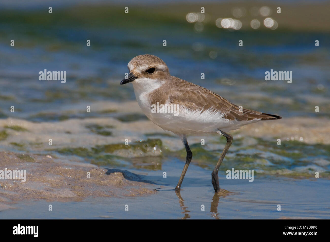 Lesser Sand Plover High Resolution Stock Photography and Images - Alamy