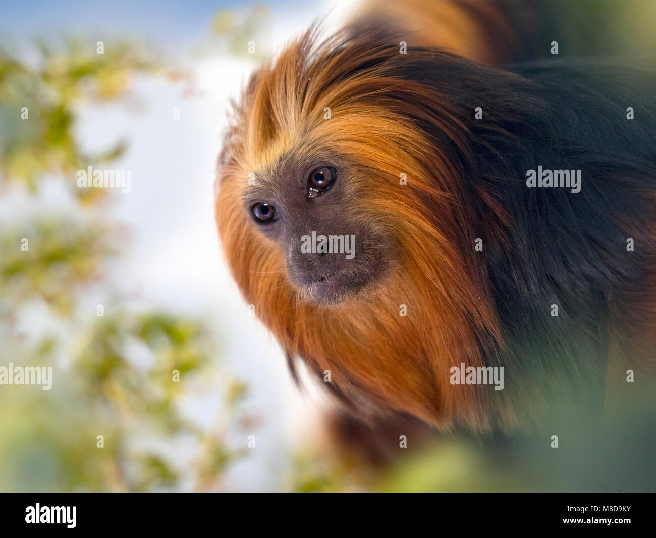 Tamarin Leontopithecus Chrysomelas High Resolution Stock Photography ...