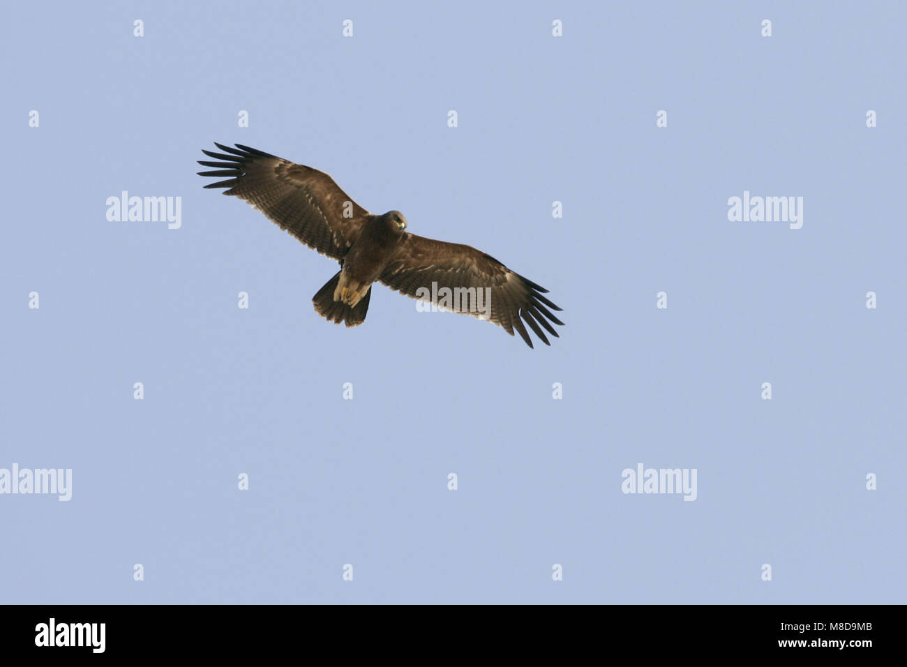 Lesser Spotted Eagle immature flying; Schreeuwarend onvolwassen ...