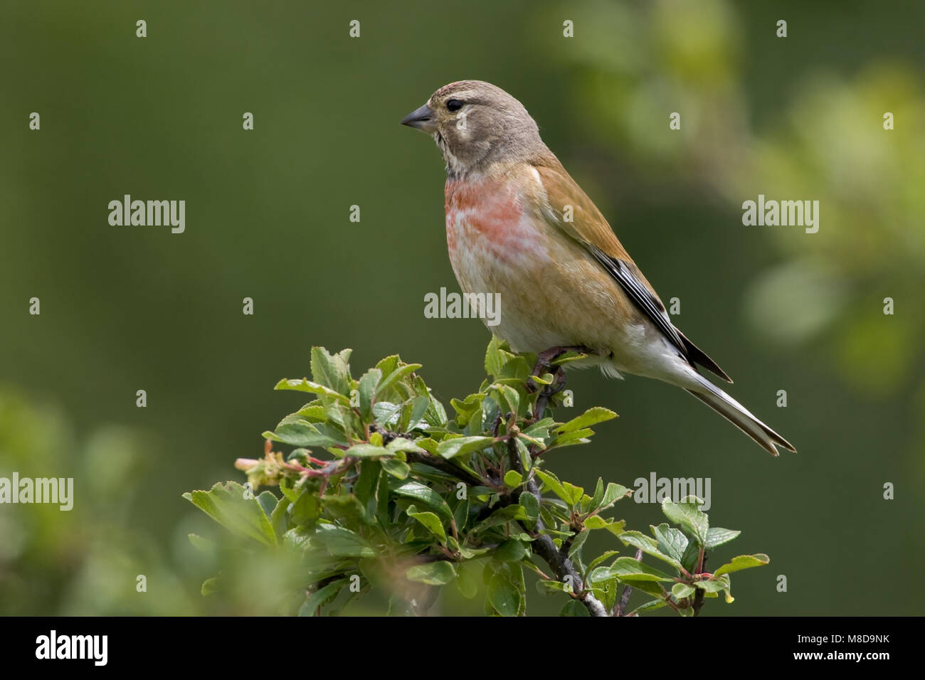 Linnet male hi-res stock photography and images - Alamy