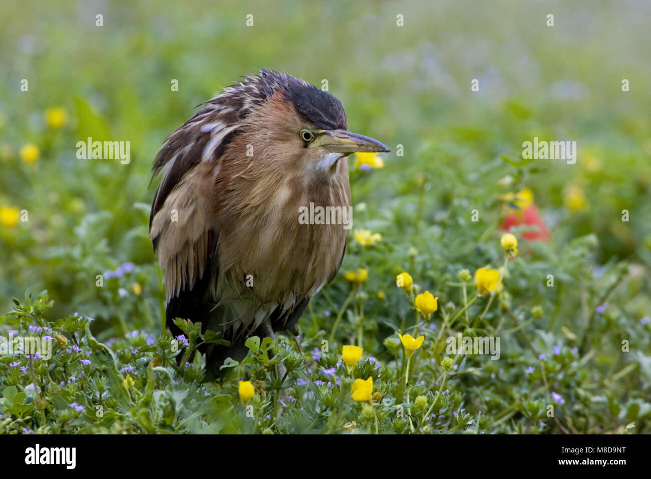 Female bittern hi-res stock photography and images - Alamy