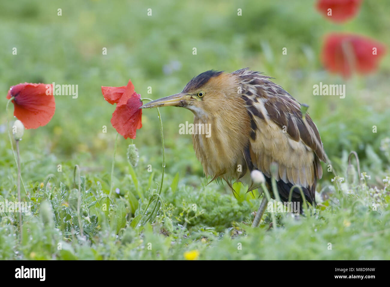 Female bittern hi-res stock photography and images - Alamy
