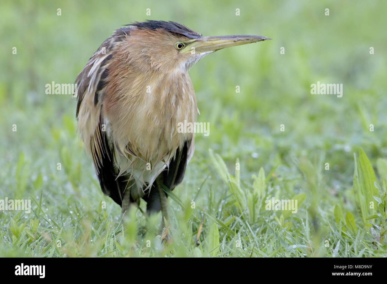 Female bittern hi-res stock photography and images - Alamy