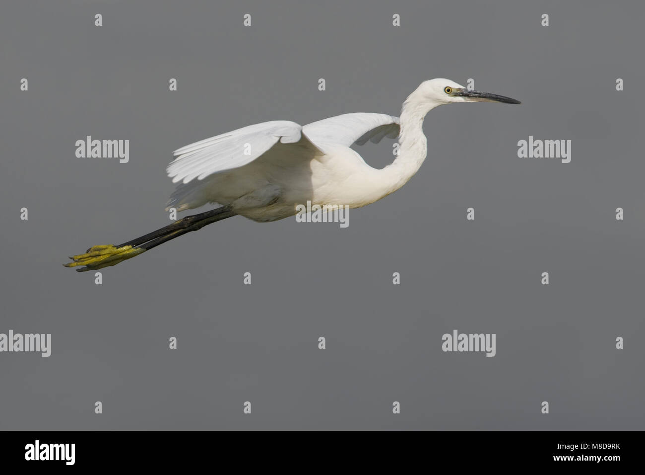 Little Egret flying; Kleine Zilverreiger vliegend Stock Photo - Alamy
