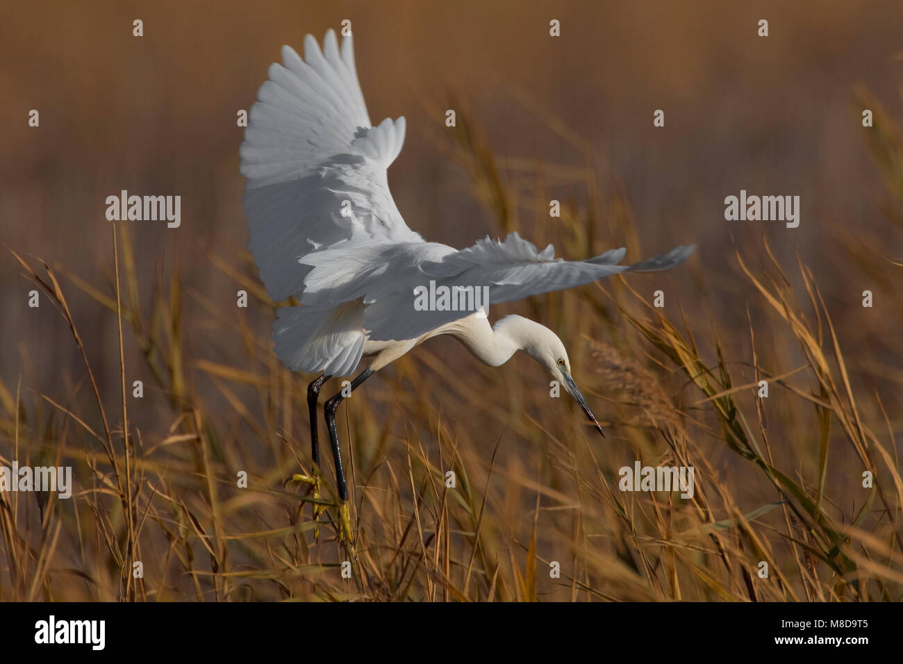 Kleine Zilverreiger in de vlucht; Little Egret in flight Stock Photo ...