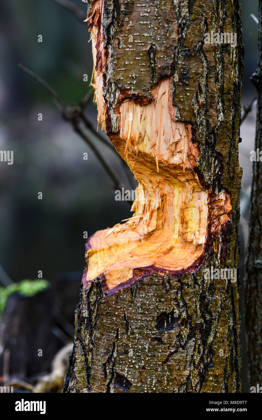 A tree freshly bitten by a beaver in the forest Stock Photo - Alamy