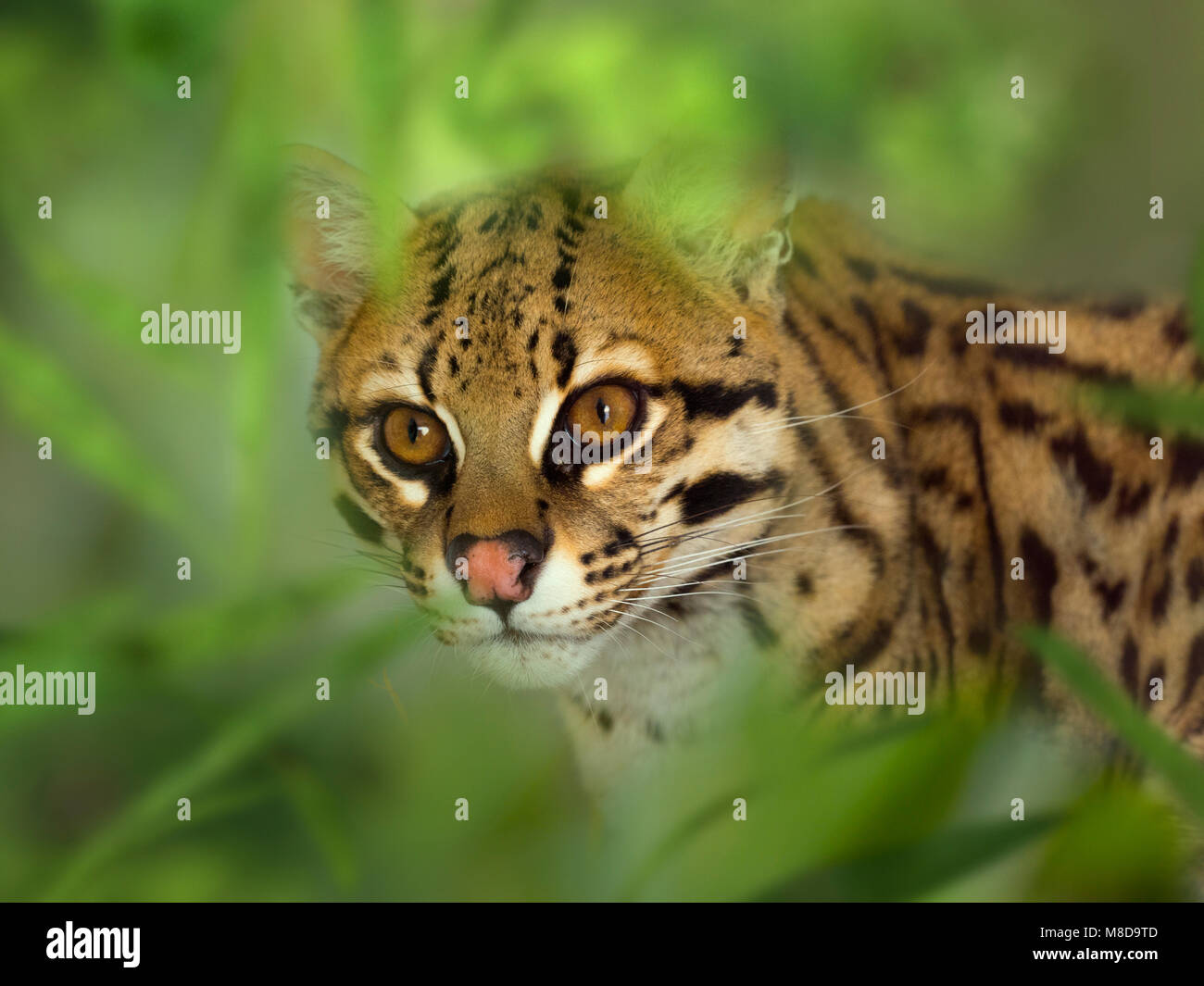 Ocelot Leopardus pardalis Portrait (captive Stock Photo - Alamy