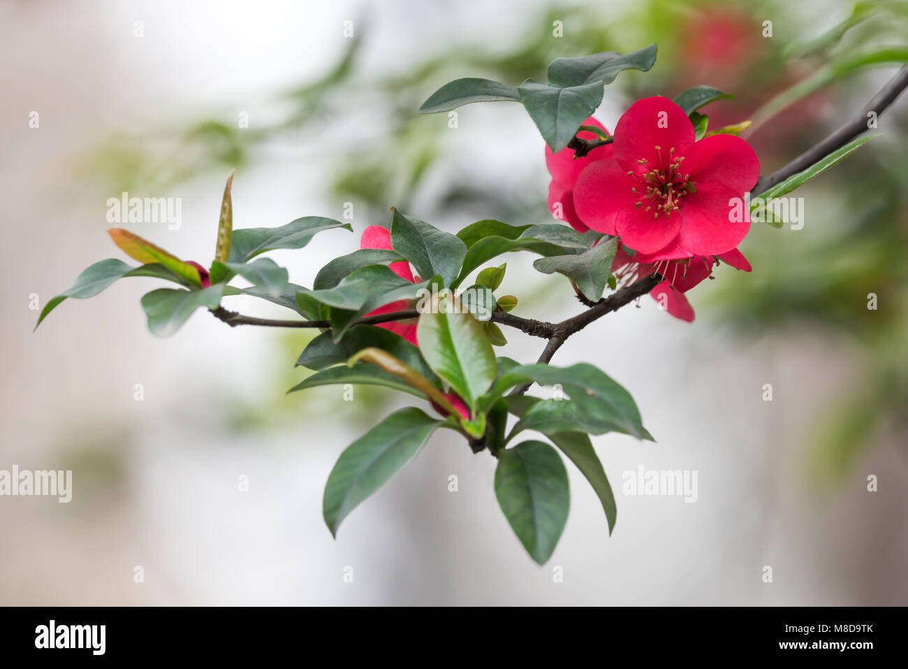 Red malus spectabilis flower also know as chinese crabapple in ...