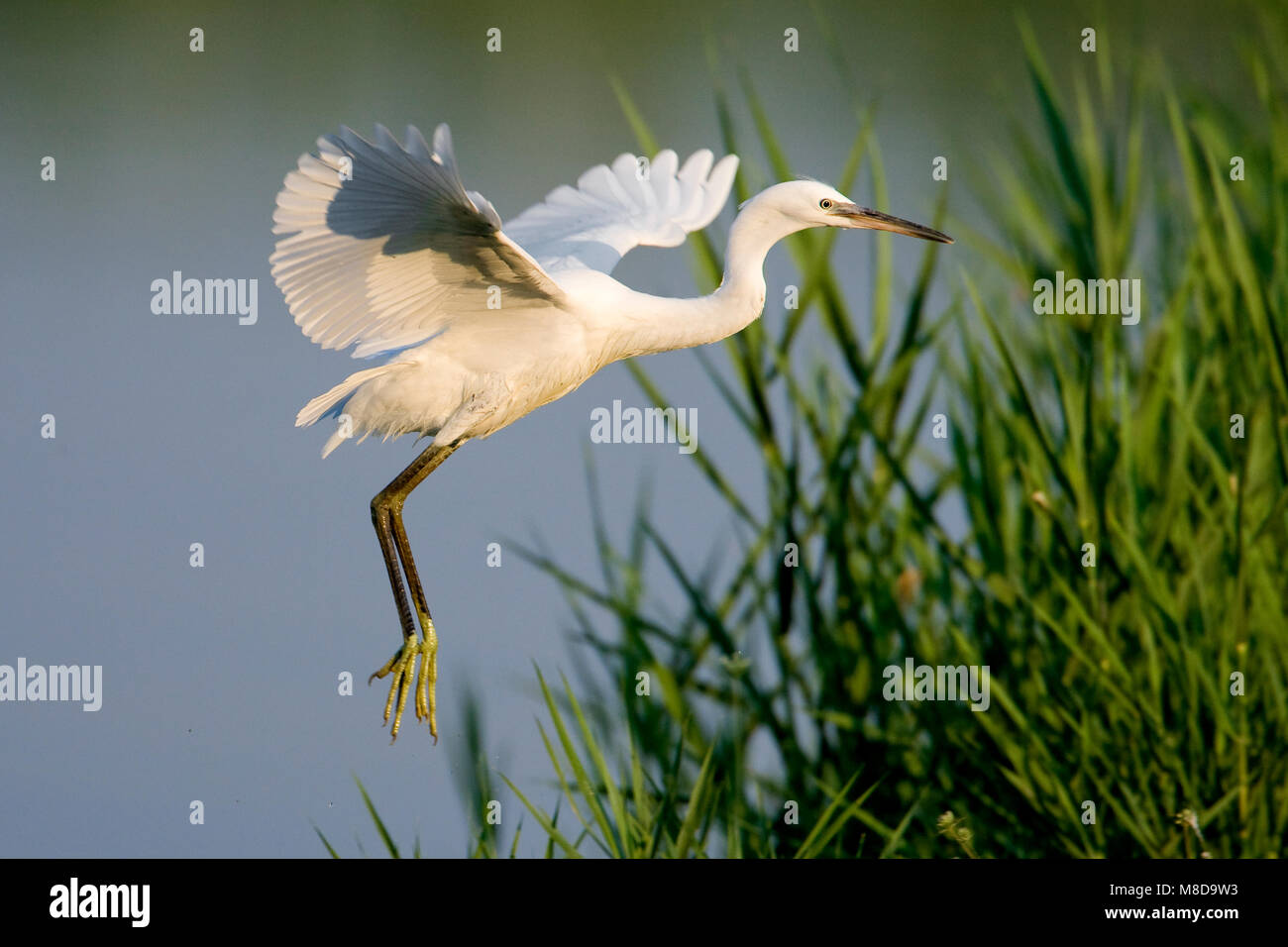 Kleine Zilverreiger in de vlucht; Little Egret in flight Stock Photo ...