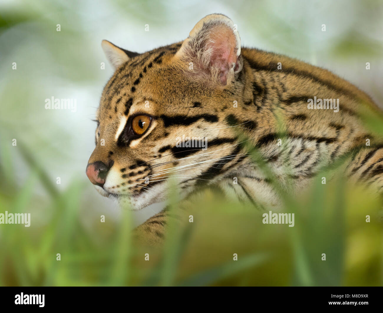 Ocelot Leopardus pardalis Portrait (captive Stock Photo - Alamy