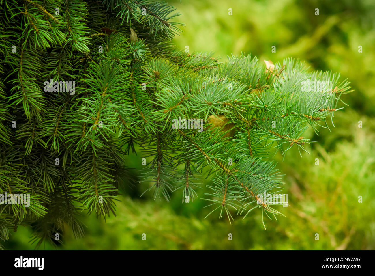 Pine background hi-res stock photography and images - Alamy