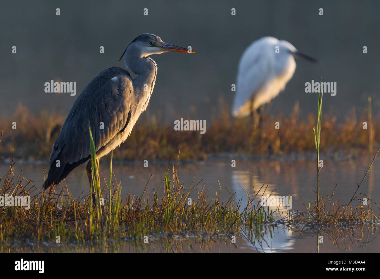 Blauwe Reiger; Grey Heron Stock Photo - Alamy