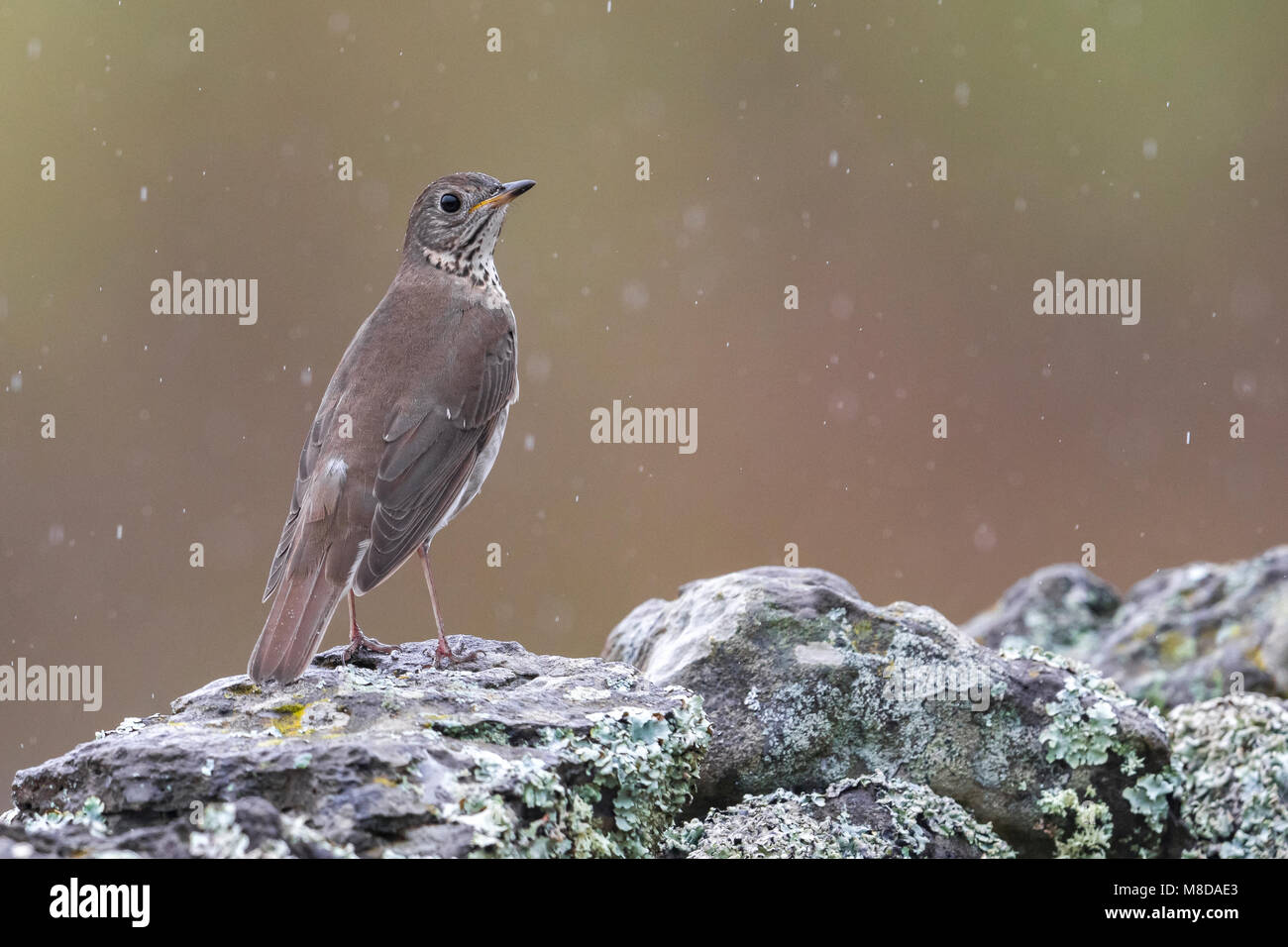 Grijswangdwerglijster, Grey-cheeked Thrush; Catharus minimus Stock ...