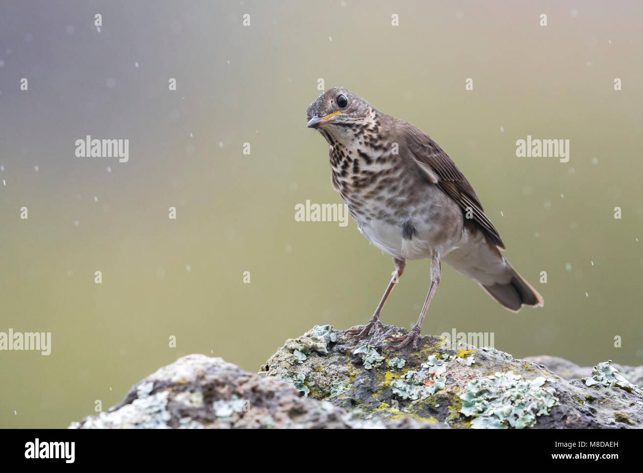 Grijswangdwerglijster, Grey-cheeked Thrush; Catharus minimus Stock ...