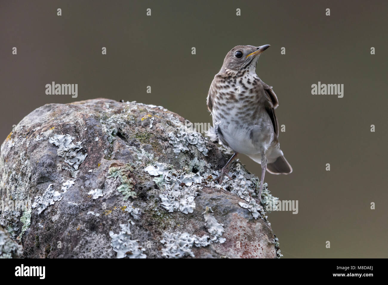 Grijswangdwerglijster, Grey-cheeked Thrush; Catharus minimus Stock ...