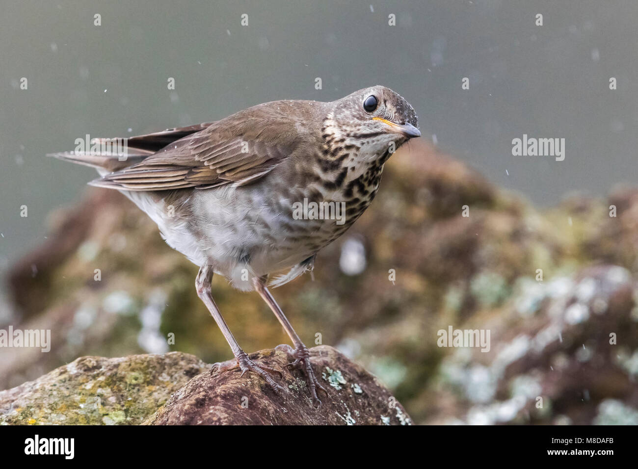 Grijswangdwerglijster, Grey-cheeked Thrush; Catharus minimus Stock ...