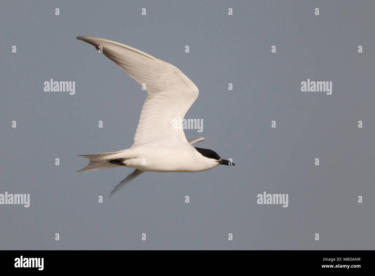 Gull billed tern sterna nilotica hi-res stock photography and images ...